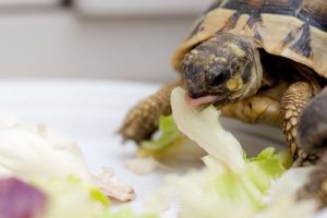 Do Tortoises Smell Bad? A Guide to Pet Tortoises Odours | Tortoise Owner