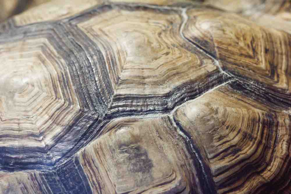 No Please Don t Paint That Tortoise s Shell Tortoise Owner