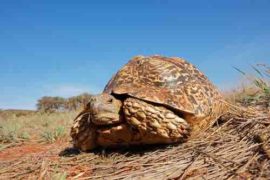 Tortoise Shedding: What's Normal and What Isn't | Tortoise Owner