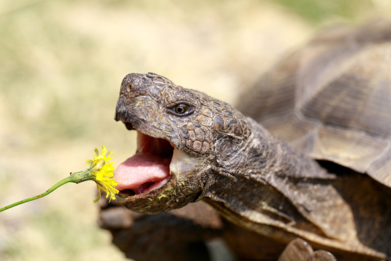 How to Feed a Tortoise: The Guide to Tortoise Diet, Food & Nutritional ...