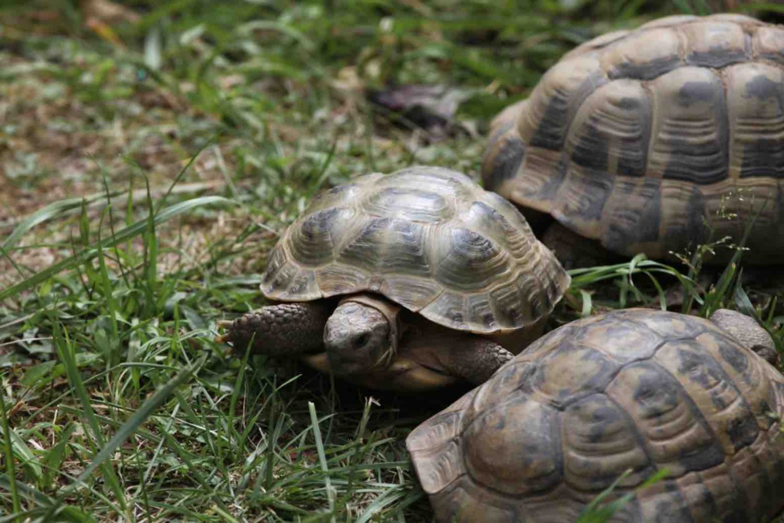 Can Tortoises Fight And Kill Each Other? | Tortoise Owner
