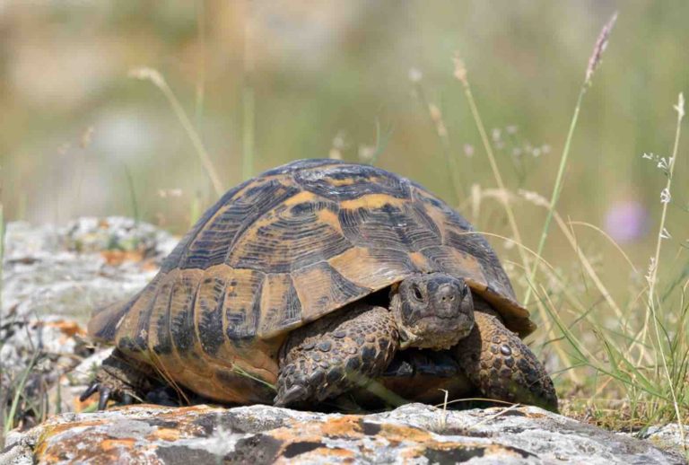 Should Tortoises Have A Heat Mat? - The Pros & Cons | Tortoise Owner