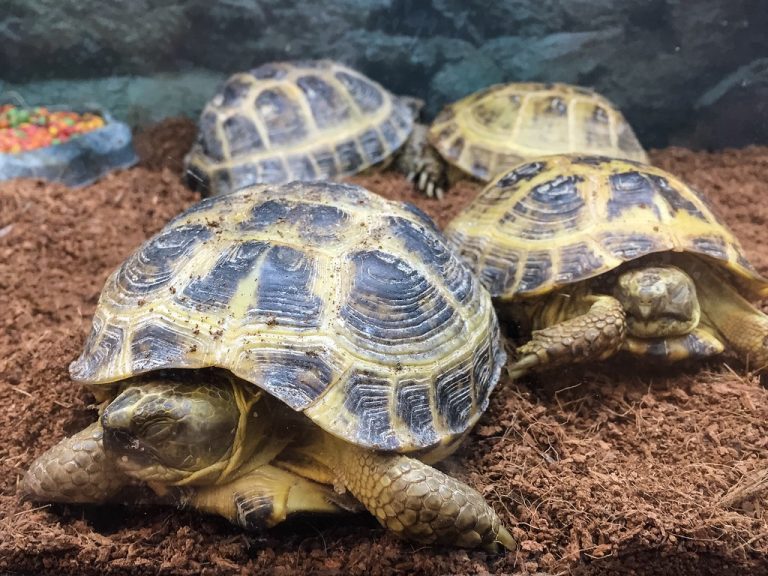 How Big Do Hermann Tortoises Get: Ultimate Hermann Tortoise Care Guide ...