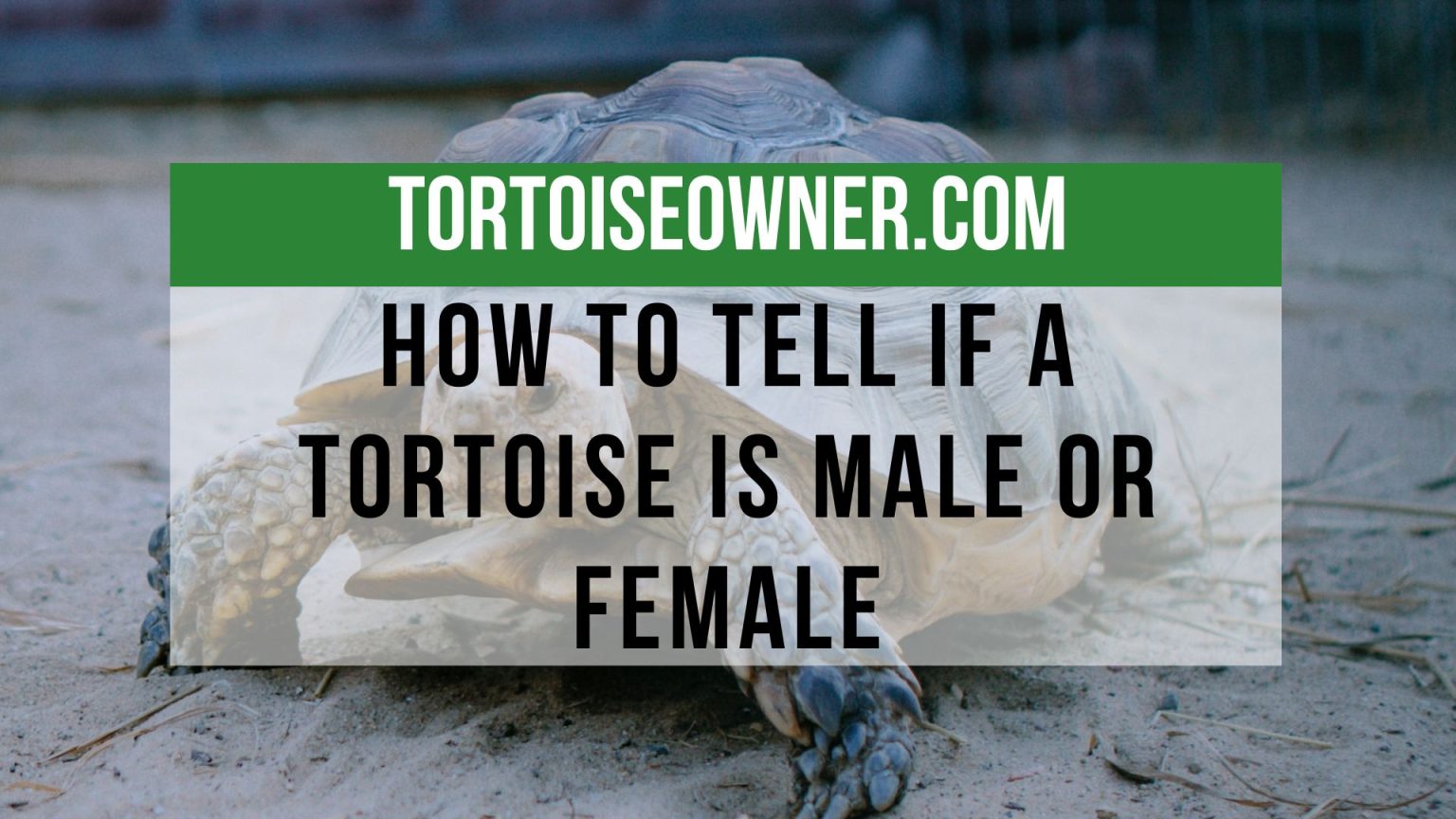 A Comprehensive Guide: How to Tell if a Tortoise is Male or Female ...