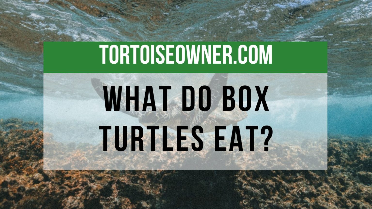 What Do Box Turtles Eat? A Dietary Guide | Tortoise Owner