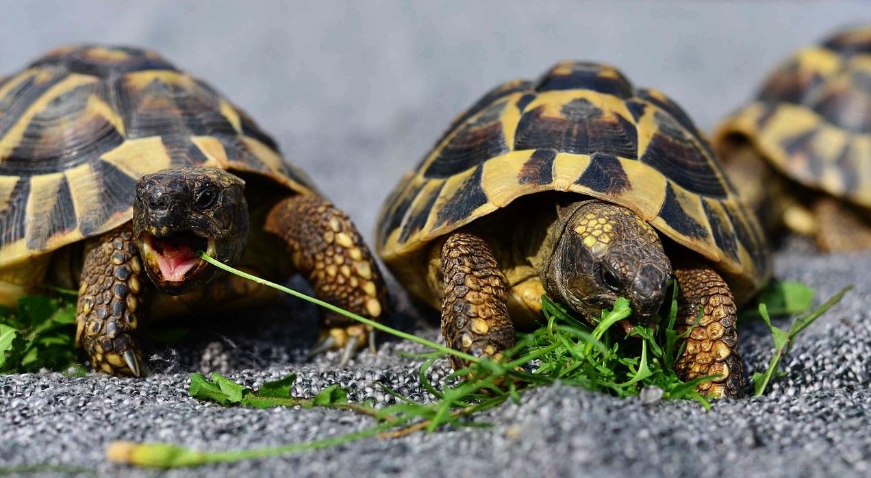 Can Tortoises Eat Grapes? A Comprehensive Guide to the Tortoise Diet ...