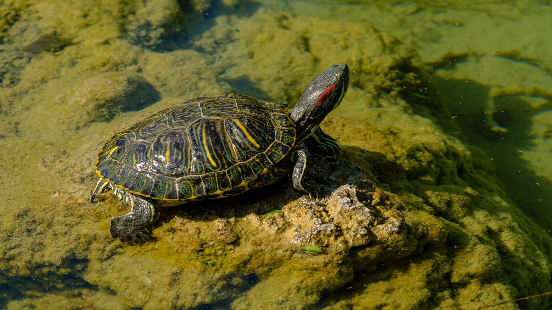 How Big Does a Russian Tortoise Get? Decoding Size and Growth ...