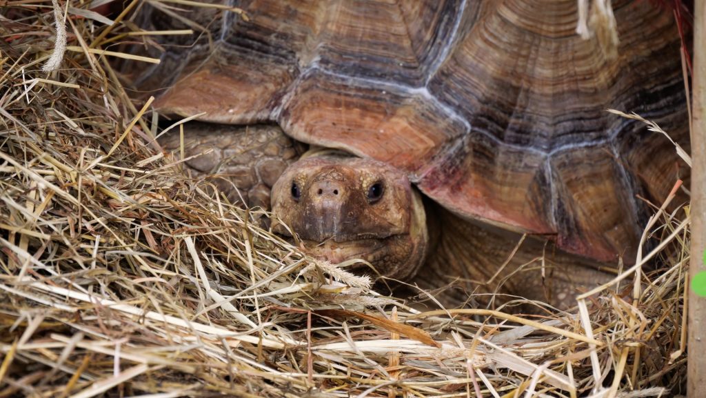Male vs Female Sulcata Tortoise: Insights on Differences and ...