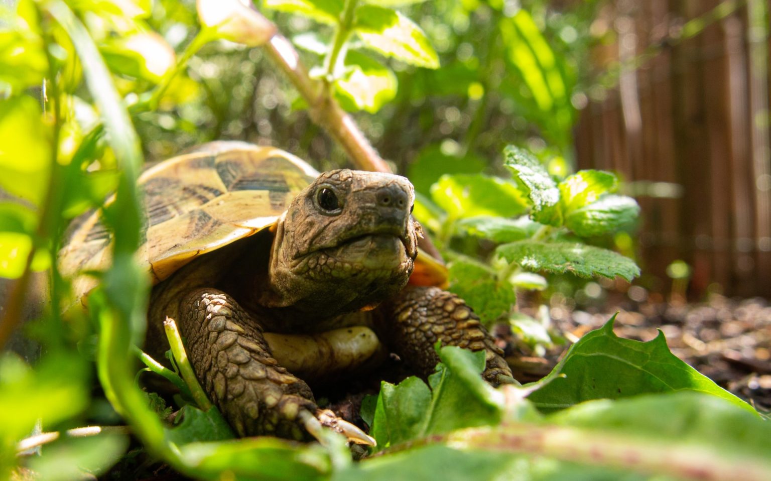 Can Turtles Eat Bananas? Clearing Up Common Misconceptions | Tortoise Owner
