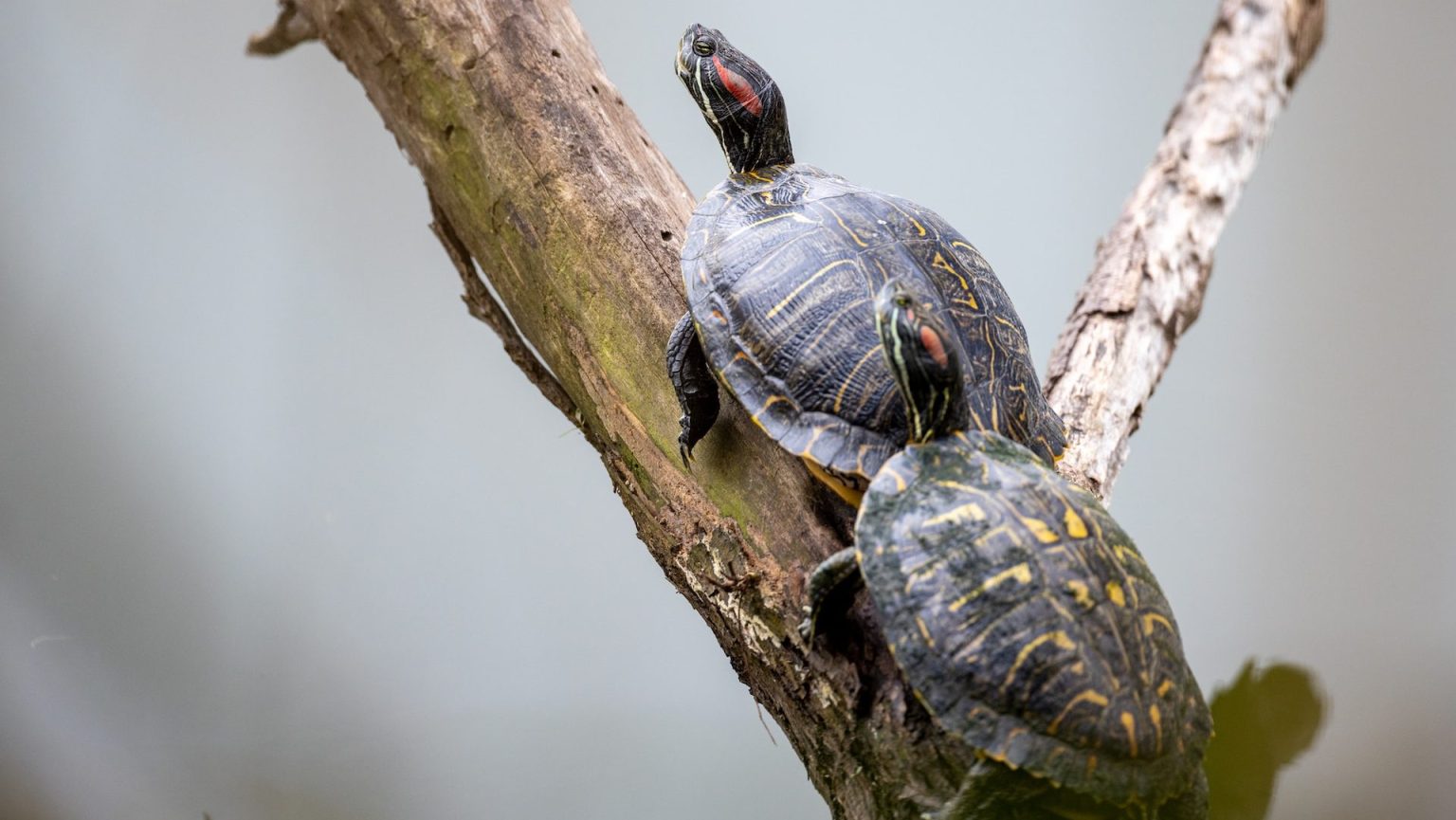 Male vs Female Tortoise: Unraveling the Distinct Differences | Tortoise ...