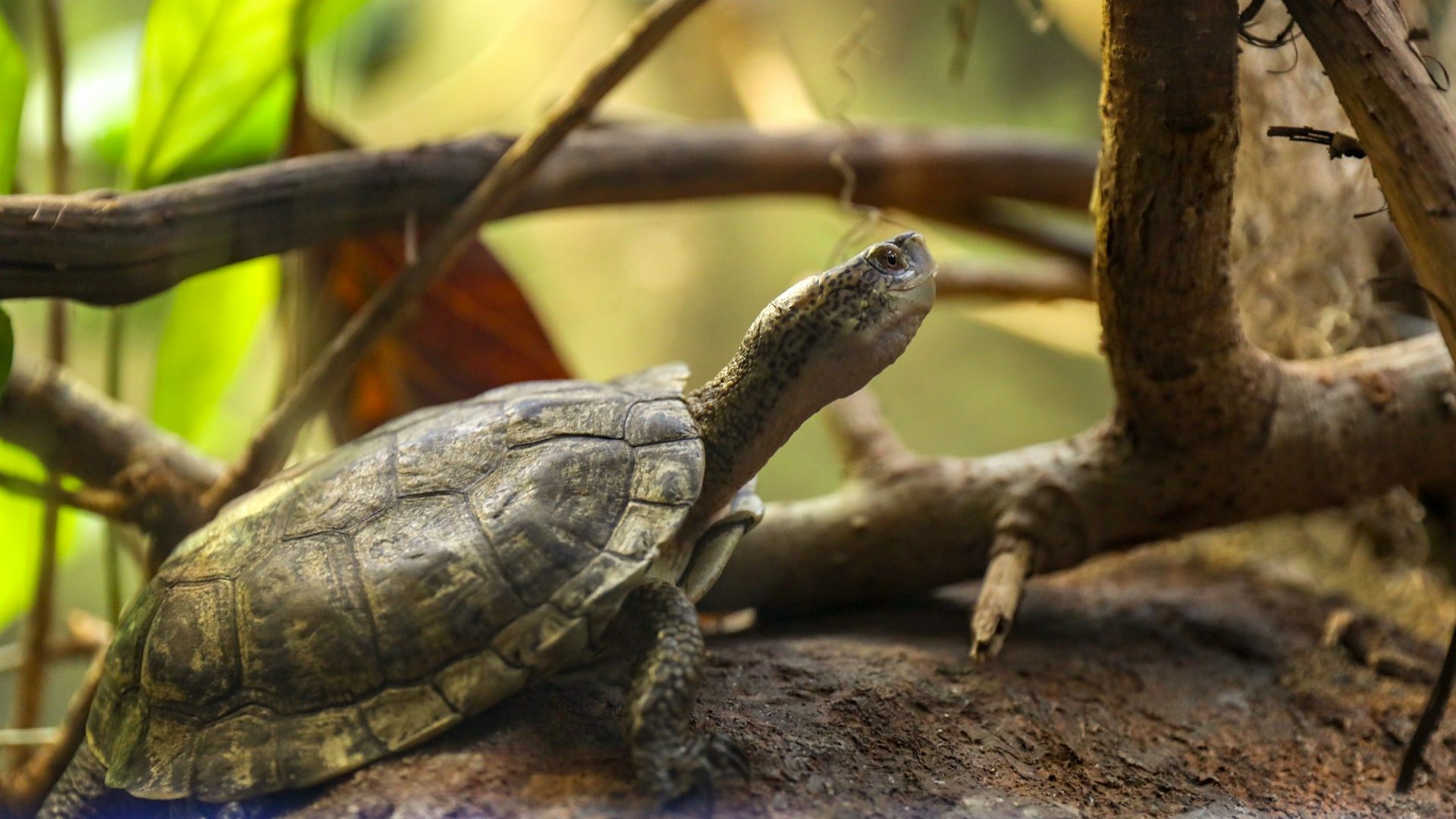 Comprehensive Guide to a Successful Turtle Tank Setup | Tortoise Owner