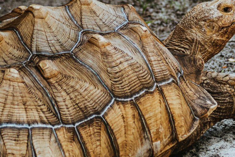Male vs Female Sulcata Tortoise: Insights on Differences and ...