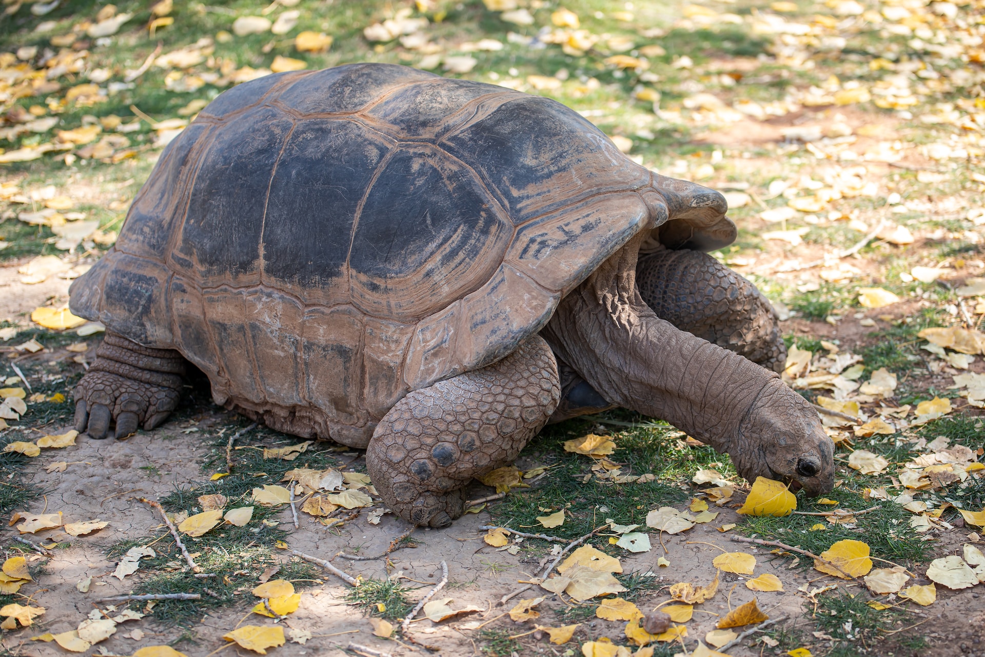 Can Turtles Eat Bananas? Clearing Up Common Misconceptions | Tortoise Owner