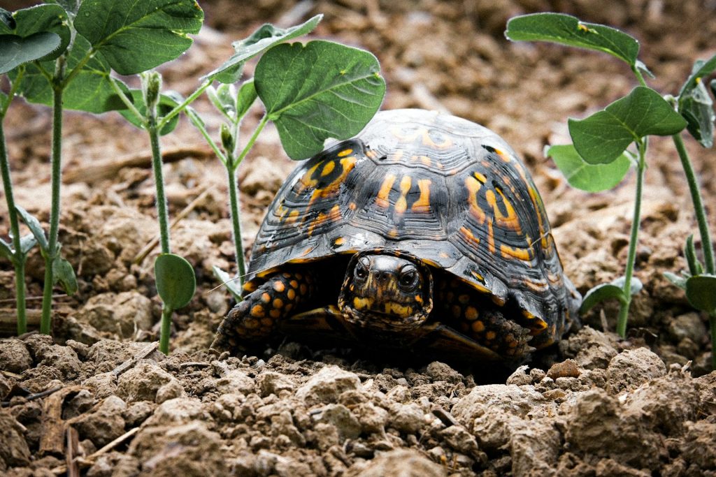 What Do Box Turtles Eat? A Dietary Guide | Tortoise Owner