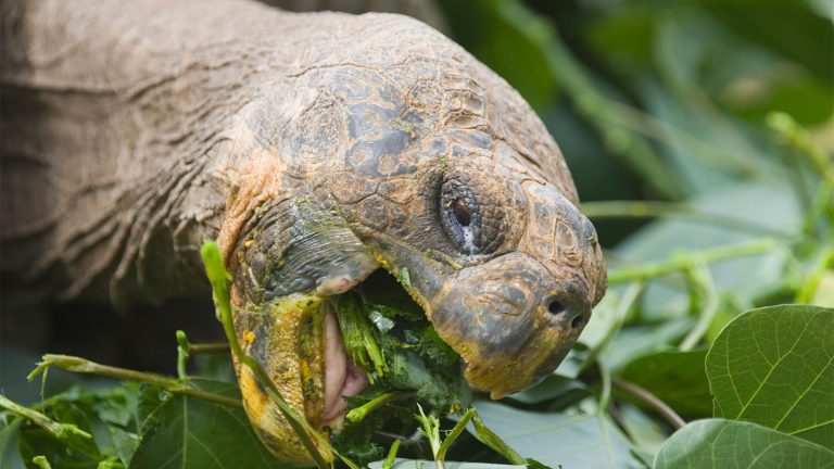 What Do Russian Tortoises Eat: A Comprehensive Diet Guide | Tortoise Owner