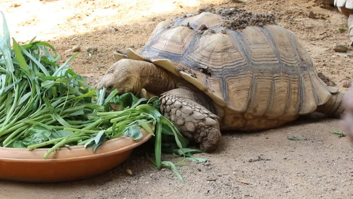 Can Tortoises Eat Celery? A Comprehensive Guide to a Tortoise's Diet ...