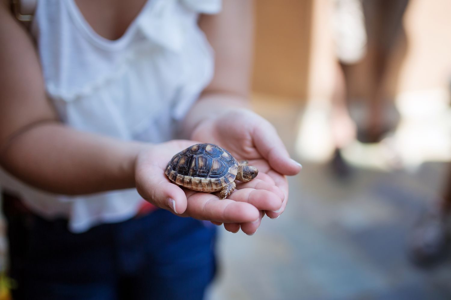 Do Pet Tortoises And Turtles Show Affection? | Tortoise Owner ...